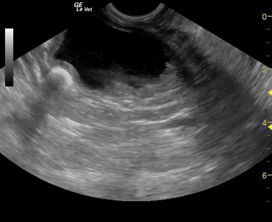 Polypoid changes of the cystourethral junction in an 11 year old FS ...