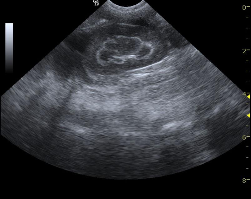 Wet-form FIP in a febrile 6 month old FS DSH cat - Members