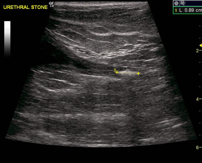 Cystic and ureteral calculi in a 3 year old FS DSH cat - Members