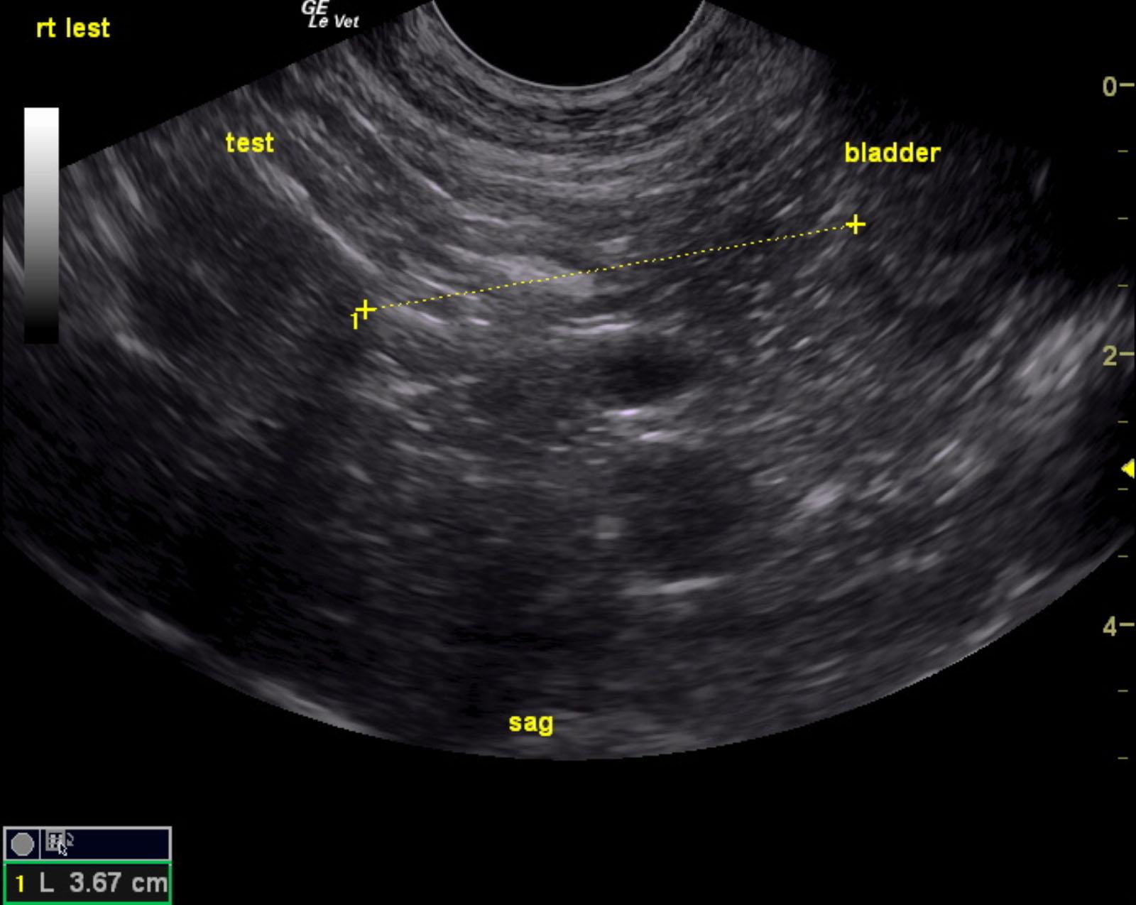 Retained testicle and prominant uterine stump in a hermaphroditic ...