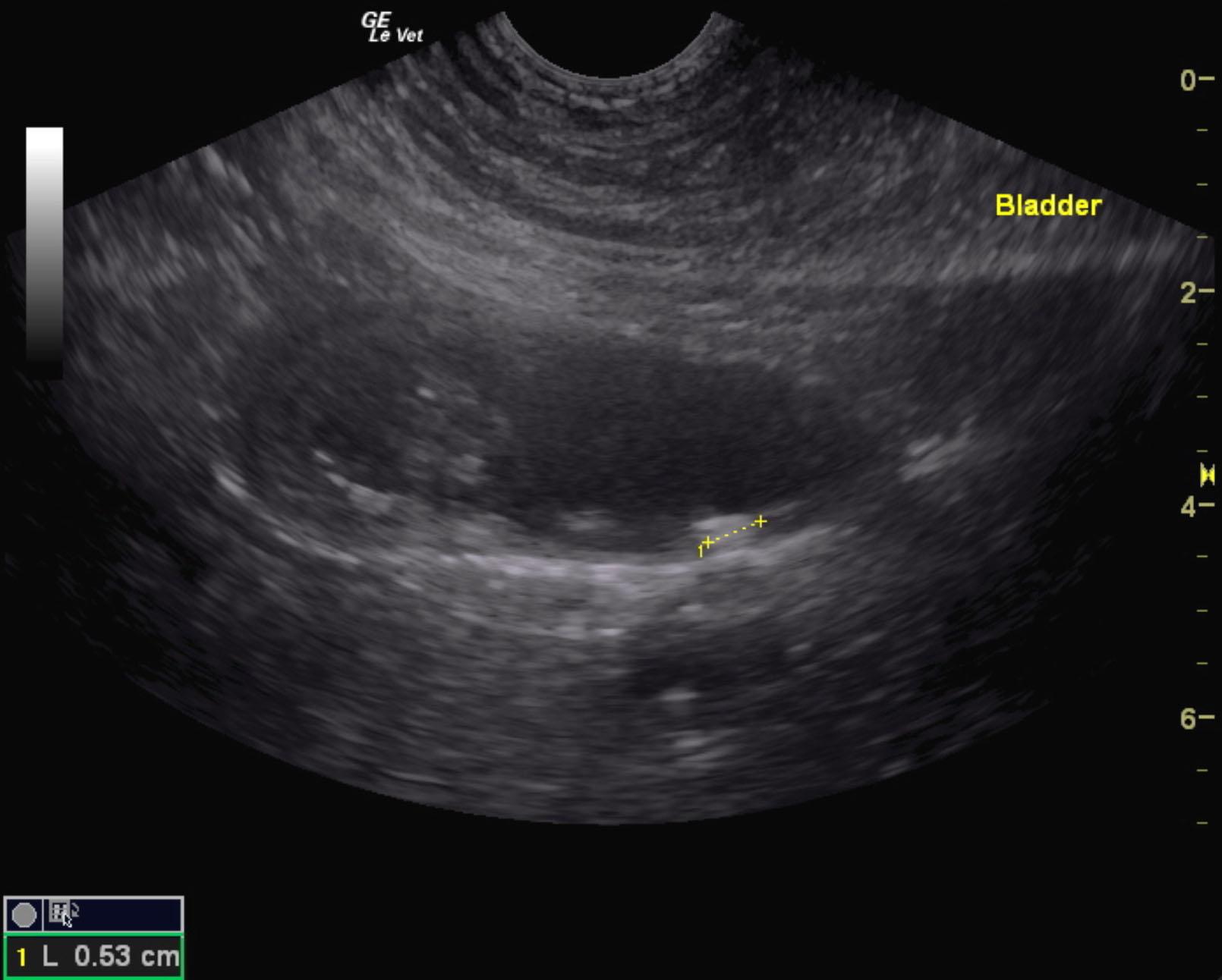 Chronic cystitis, cystic calculi and possible bladder mass in a 12 year ...