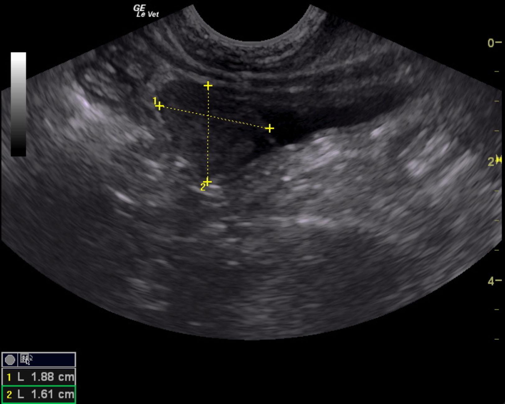Apical Bladder Mass in a 11 year old MN DSH cat - Members