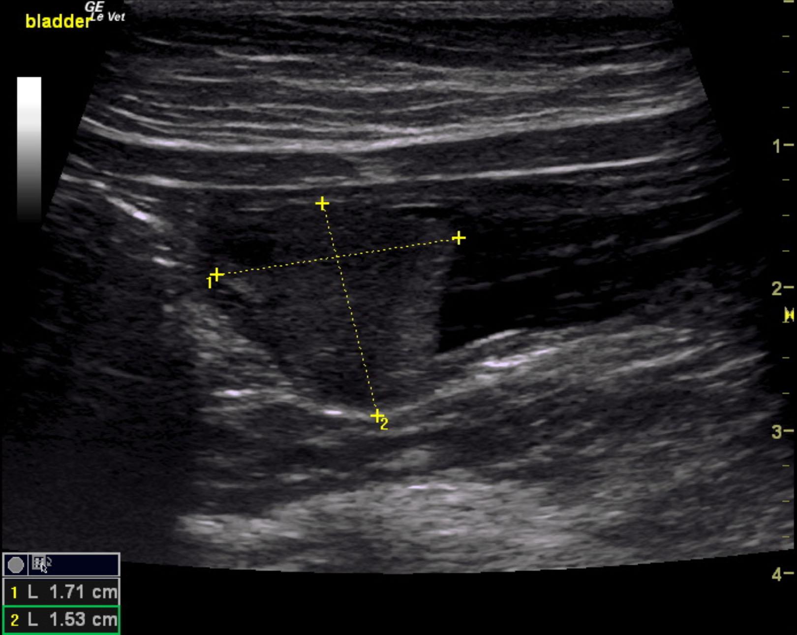 Apical Bladder Mass in a 11 year old MN DSH cat - Members