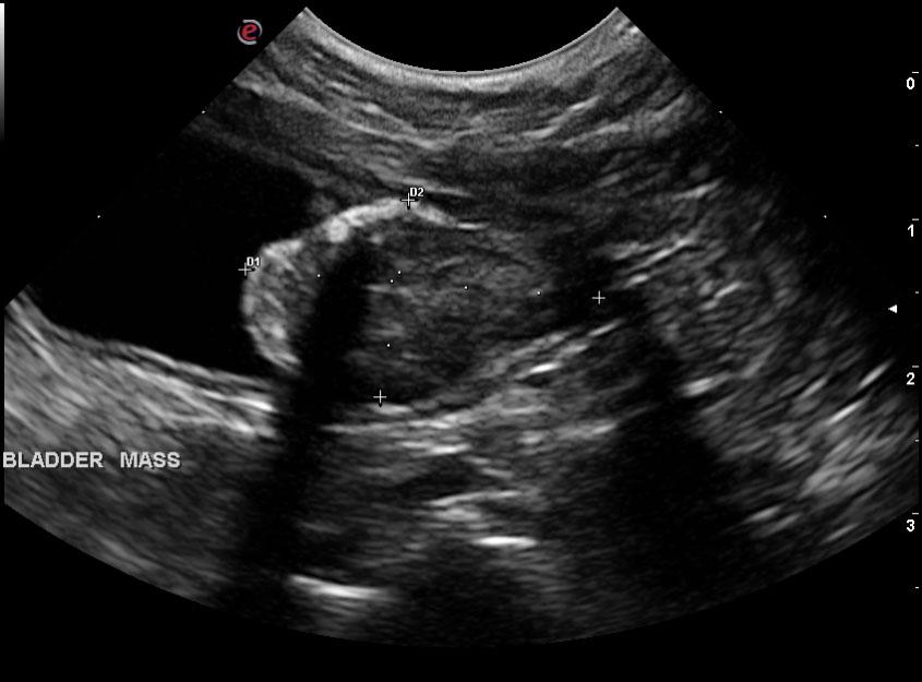 Bladder mass in an 18 year old FS DSH cat - Members
