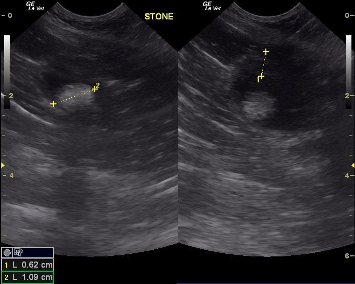 06_00257 Lily M Interstitial cystitis, cystic calculi - Members