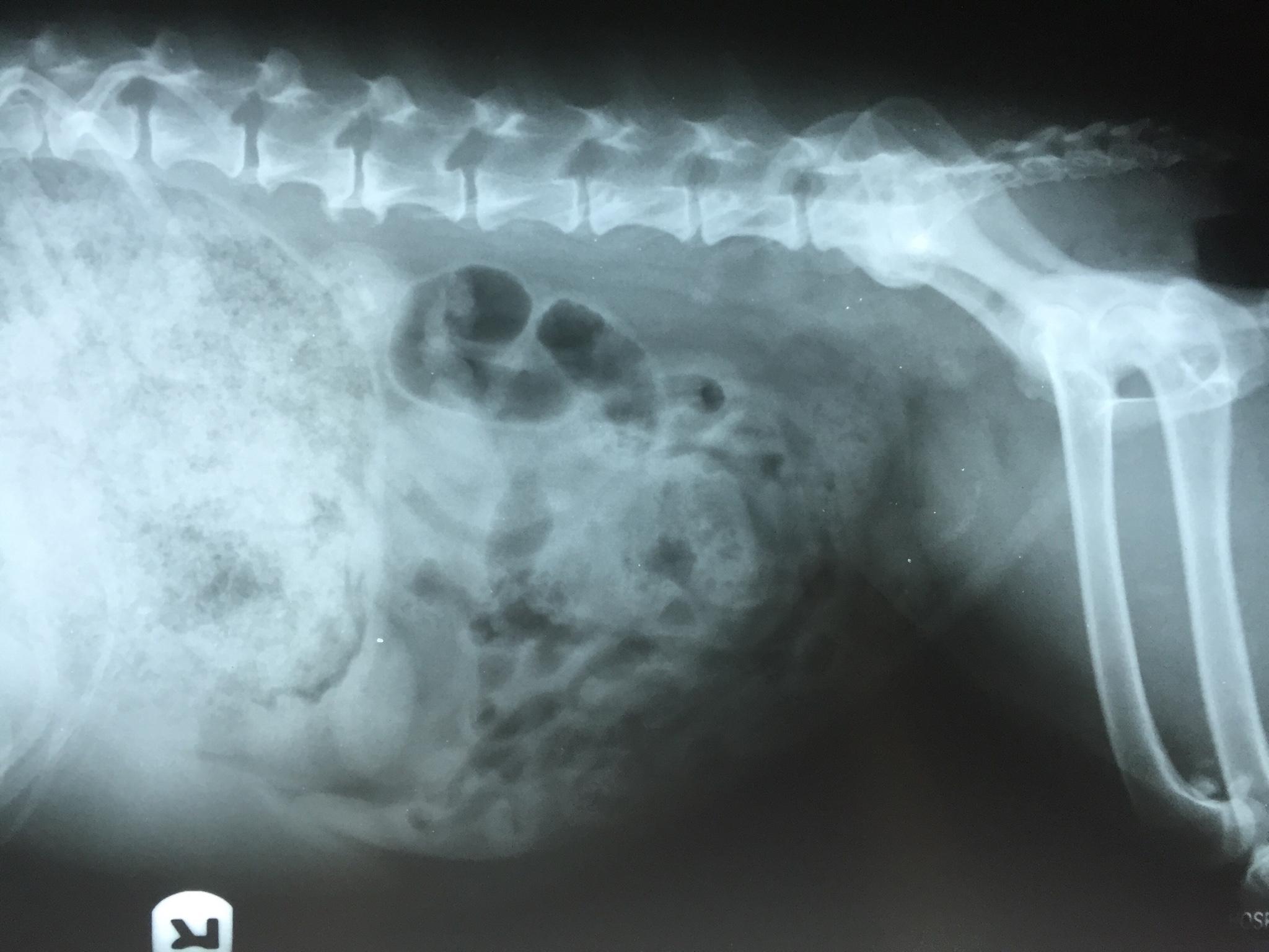 Bladder mass in a 17 year old FS Beagle - Members