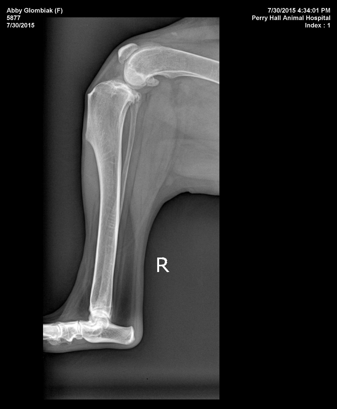 RADS - Bilateral Chronic Degenerative Stifle Joint Disease with Joint ...