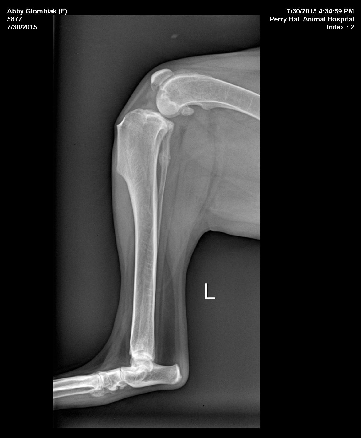 RADS - Bilateral Chronic Degenerative Stifle Joint Disease with Joint ...