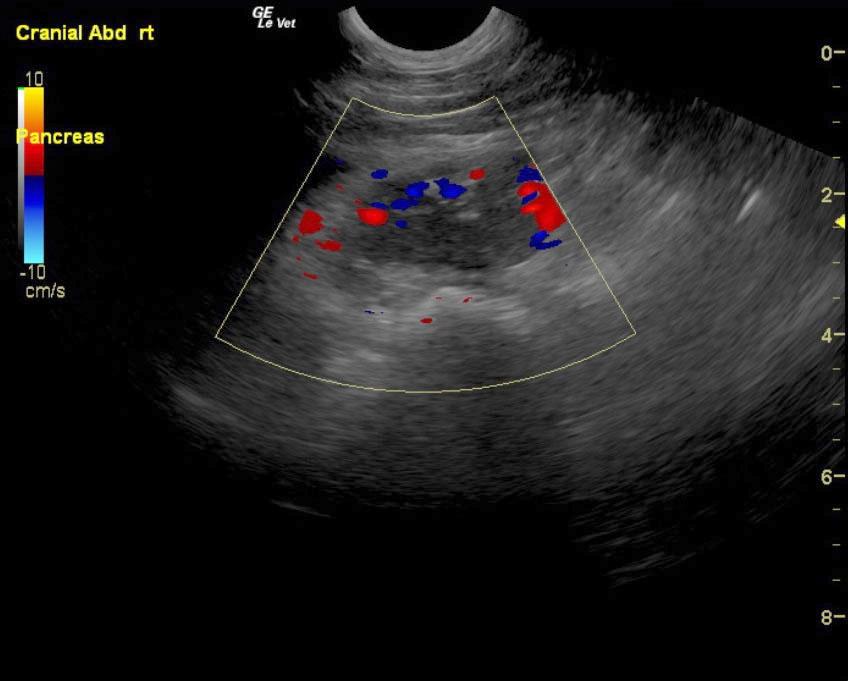 05_00134 Blackjack B Pancreatic inflammation, chronic - Members