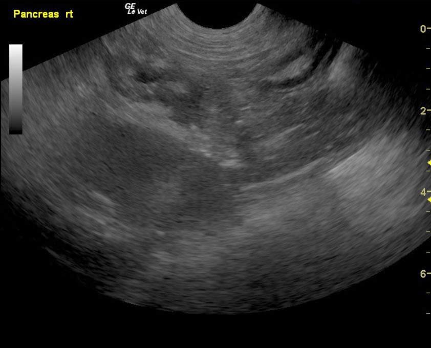 05_00134 Blackjack B Pancreatic inflammation, chronic - Members