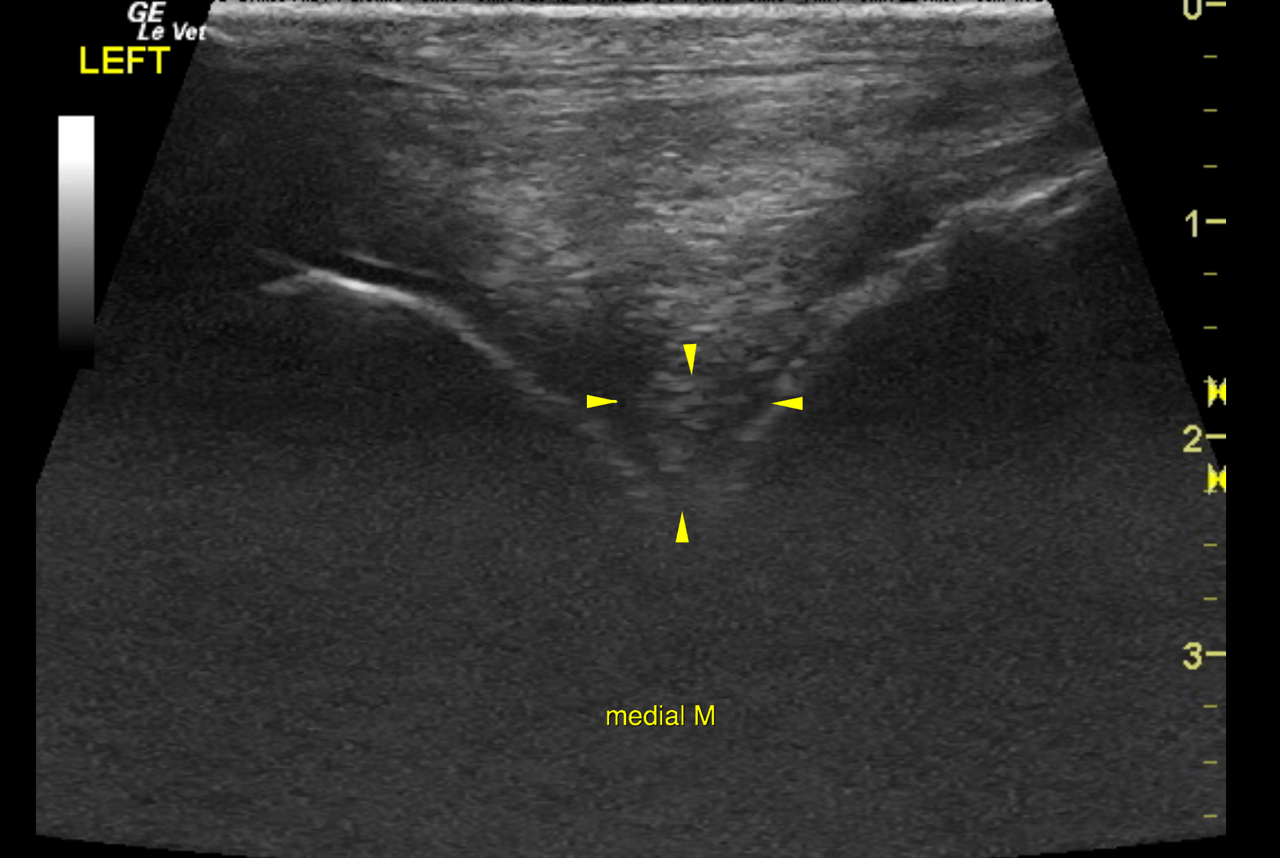 ORTHO - Rupture of the left cranial cruciate ligament (CCL) with ...