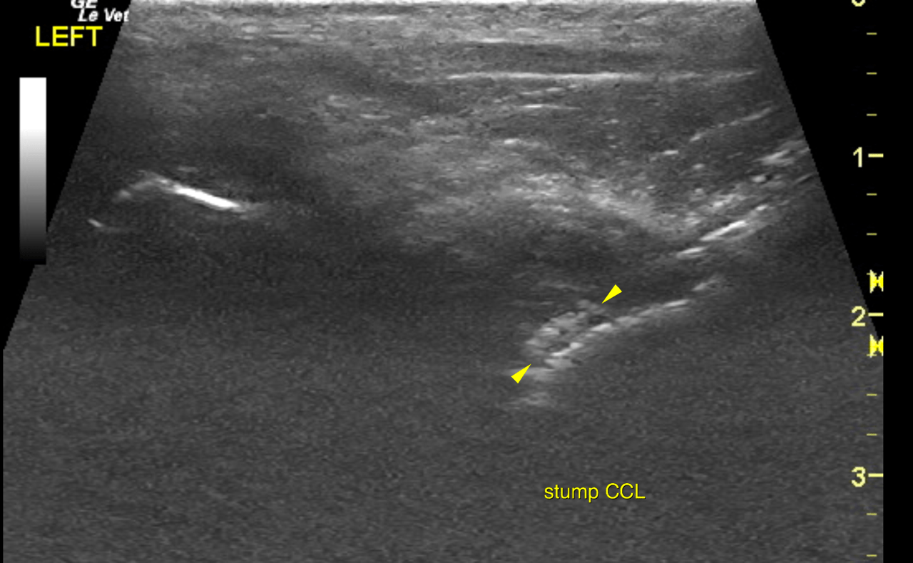 ORTHO - Rupture of the left cranial cruciate ligament (CCL) with ...