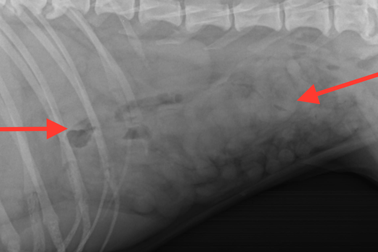 RAD - Mesenteric lymphadenopathy, lung lobe consolidation, splenomegaly ...