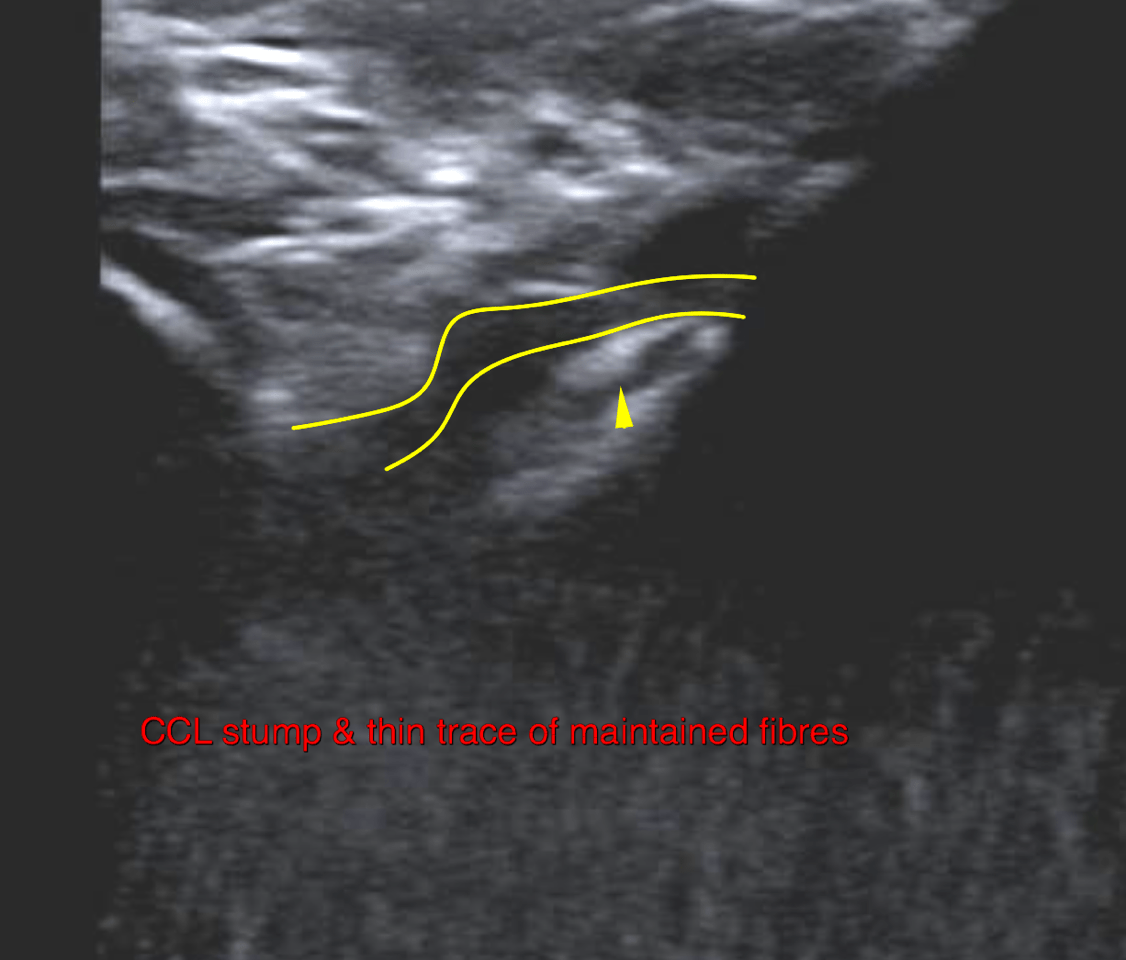 ORTHO - Chronic degenerative joint disease (DJD) with partial cranial ...