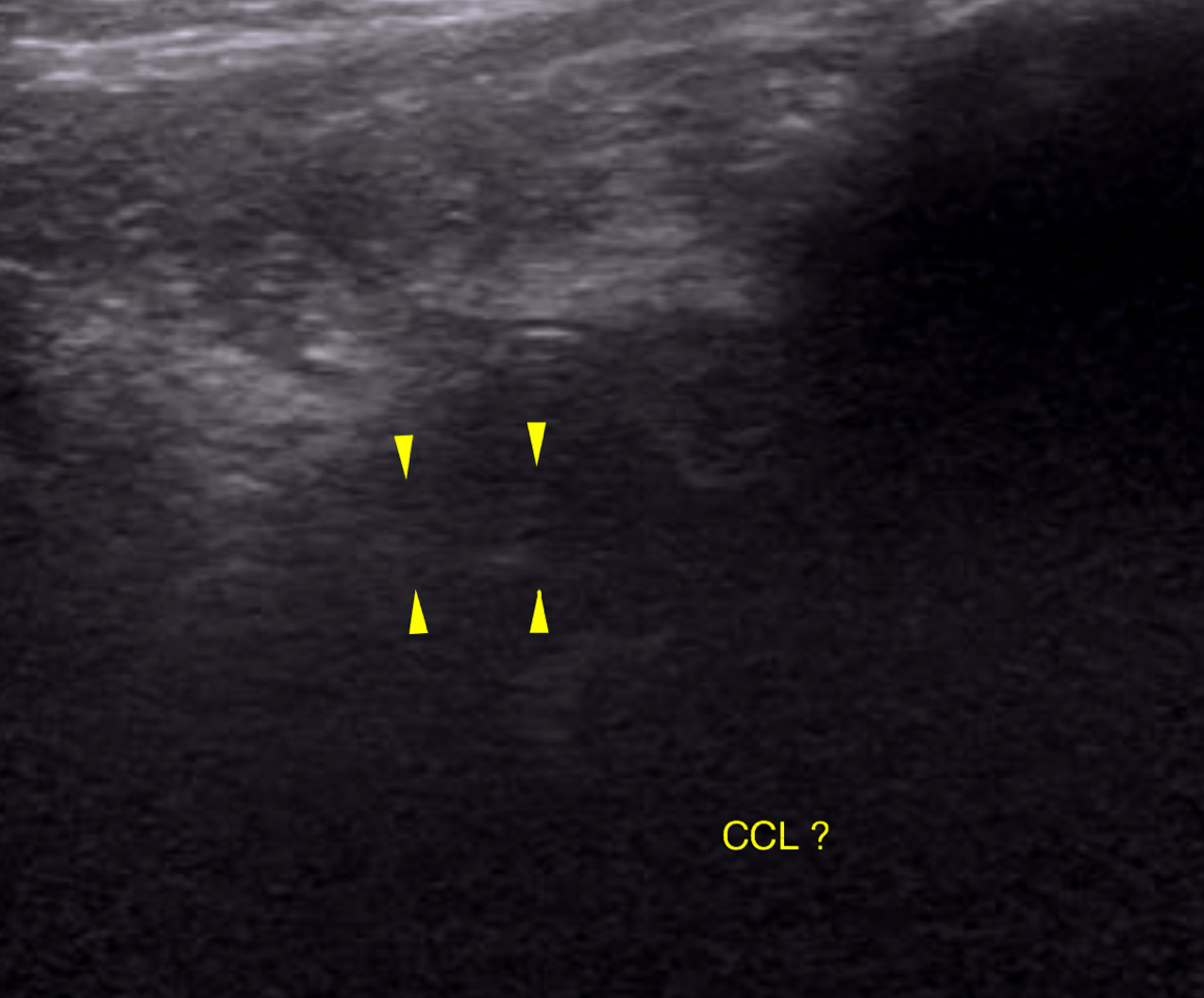 ORTHO - Degenerative joint disease (DJD) with partial cranial cruciate ...